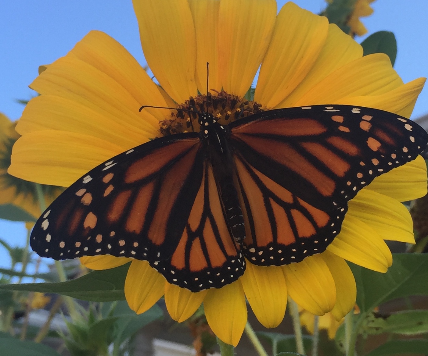 Richmond Plant Hub – Seed Hub & Garden Resource